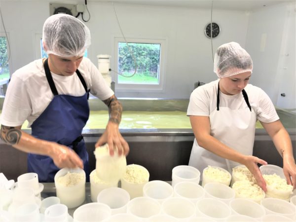 Cheesemaking & Milk Production Guide - Academy of Cheese