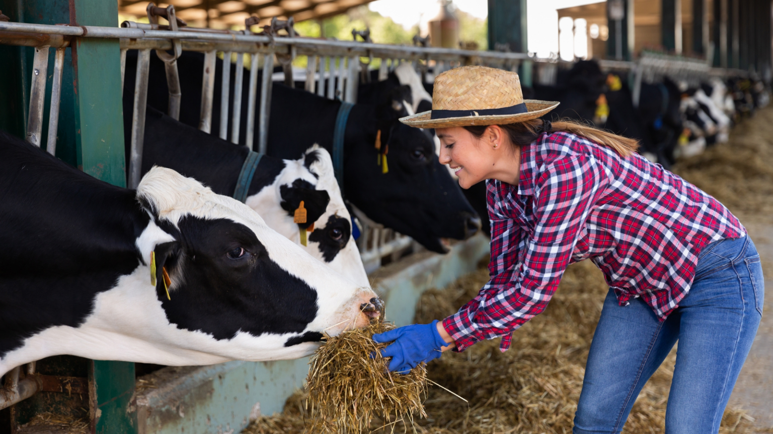 Top Cheese Trends for 2024 - Academy Of Cheese